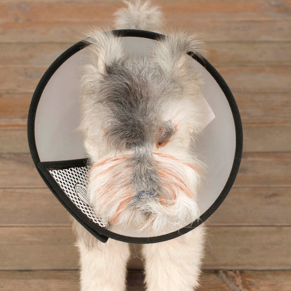 Collar isabelino plastico talla 1 de 40-46cm - Collares, correas y arneses